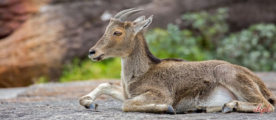Idukki Wildlife Sanctuary | Best Time To visit | How to Reach