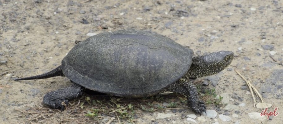 National Chambal Sanctuary-UP National Chambal Sanctuary