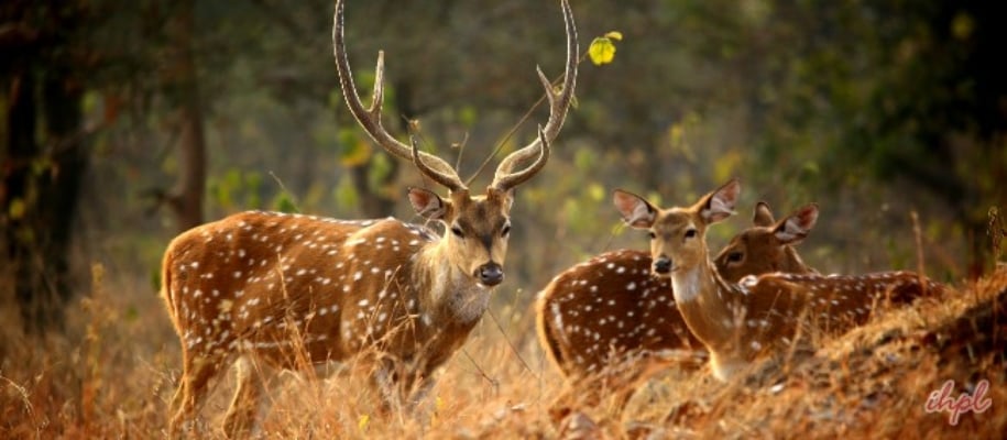 Peechi Vazhani Wildlife Sanctuary in Kerala | Indianholiday.com