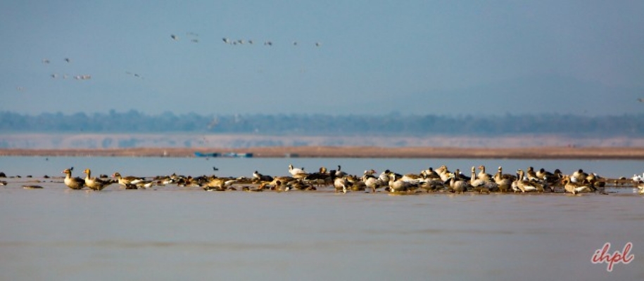 Pong Lake Wildlife Sanctuary in Himachal Pradesh