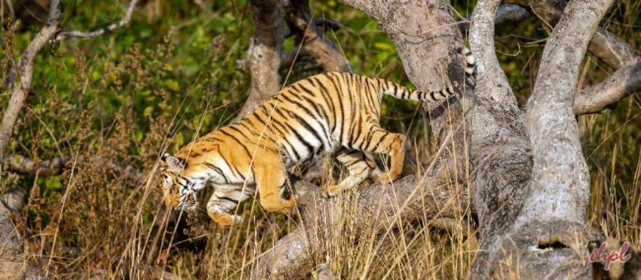 Rajamala Wildlife Sanctuary in Kerala | Indianholiday.com