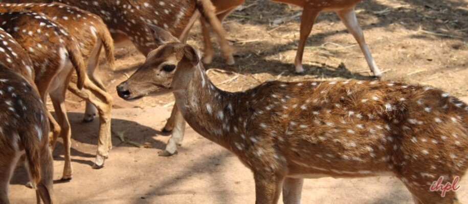 Shamirpet Deer Park | Shamirpet Wildlife Sanctuary