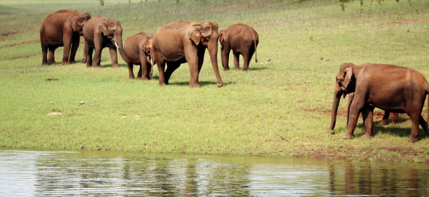 Project Elephant, Project Elephant Reserves, Elephant Conservation Project
