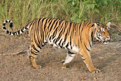 Golden Triangle with Khajuraho Varanasi and Wildlife Tour