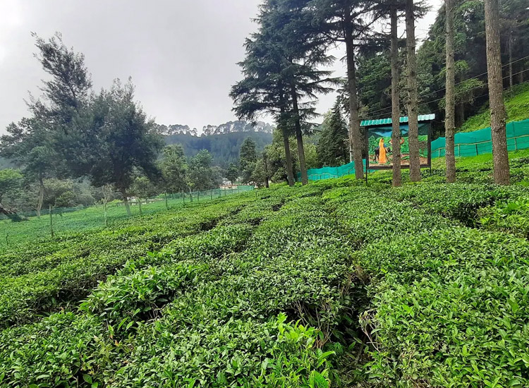 Uttarakhand Tea Culture: History, Estates & Travel Guide